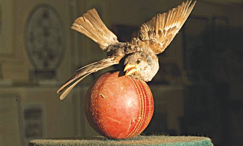 20 Lords Cricket Ground Facts that will Make your Jaw Drop